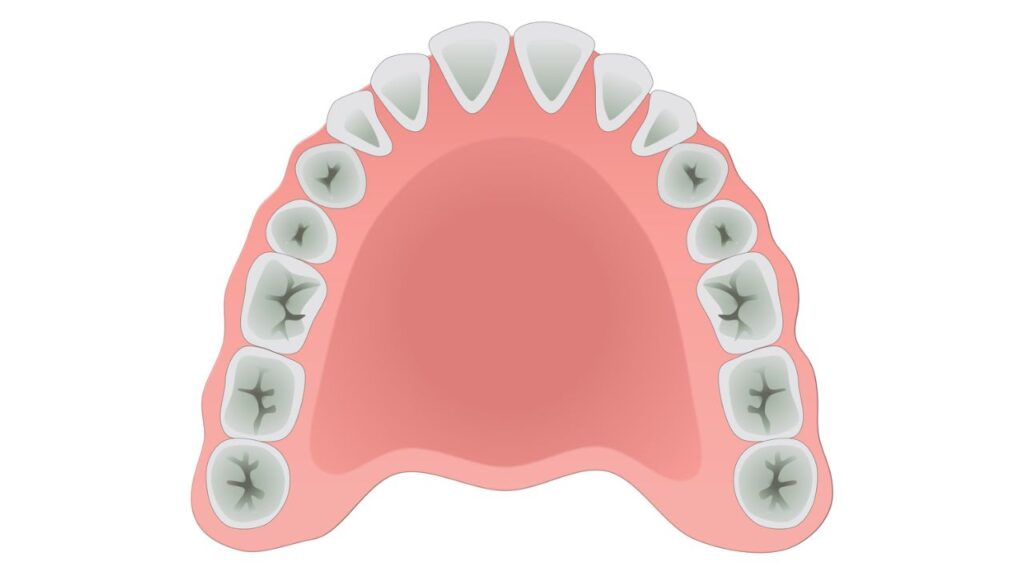 Arcada dentária superior: descubra como ela é formada aqui!