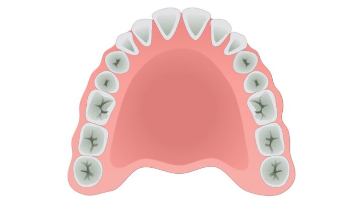 Arcada dentária superior: descubra como ela é formada aqui!