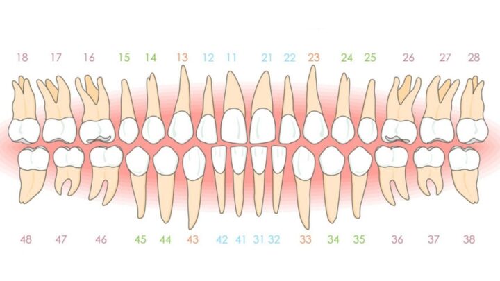 Arcada dentaria numeração: veja como ela é numerada!
